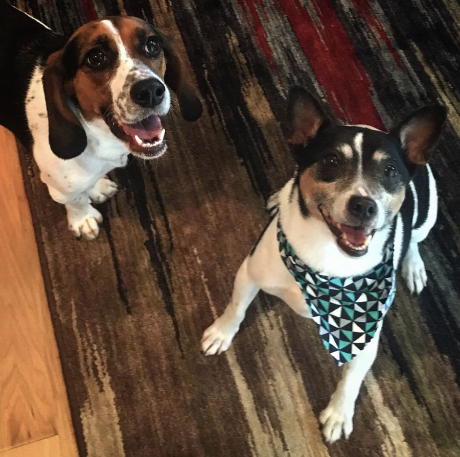 Home [www.k9bedbugdetect.com]